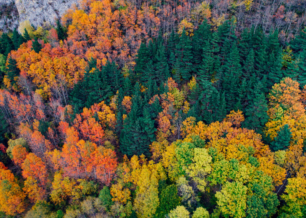 Acheter une forêt en France - Cabinet d'Ormesson